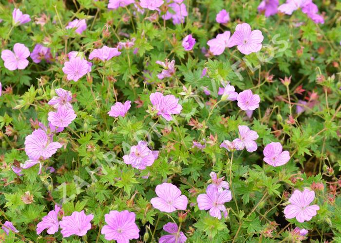 Kakost 'Blushing Turtle' - Geranium 'Blushing Turtle' | Zahradnictví FLOS