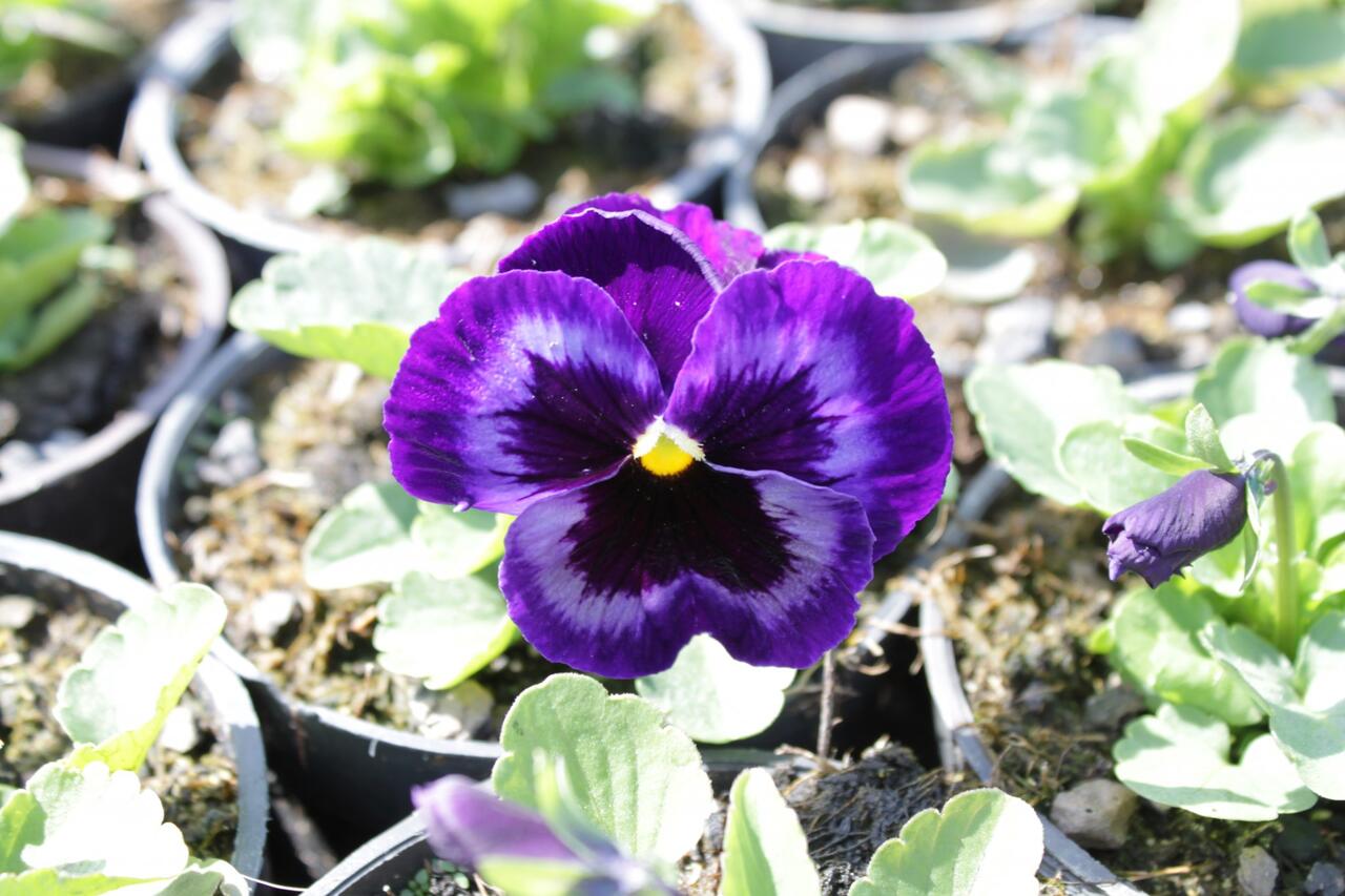 Violka, maceška zahradní 'Colossus Neon Violet' - Viola wittrockiana ...