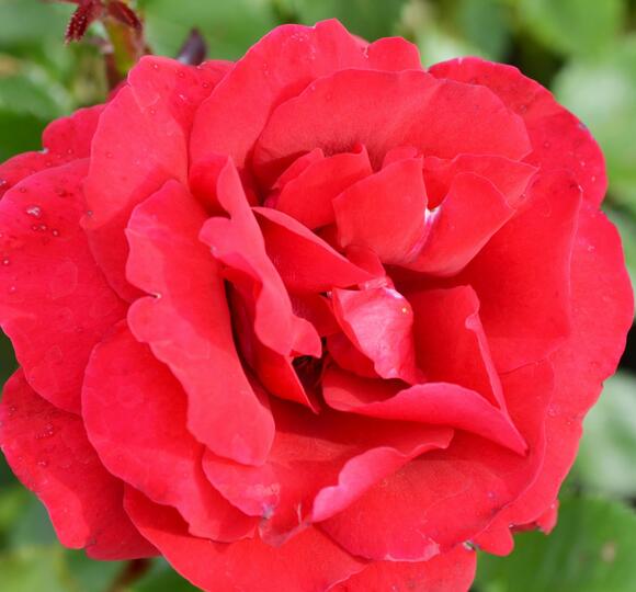 Sazenice růže kordes - rosa MK | Zahradnictví FLOS