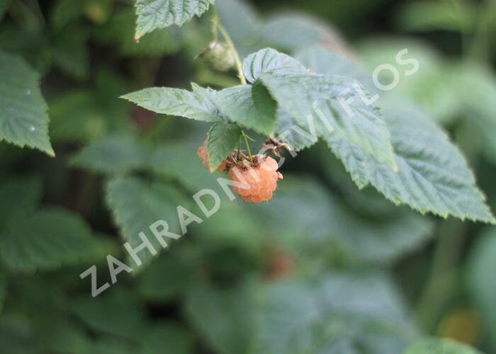 Maliník remontantní 'Fall Gold' - Rubus idaeus 'Fall Gold ...