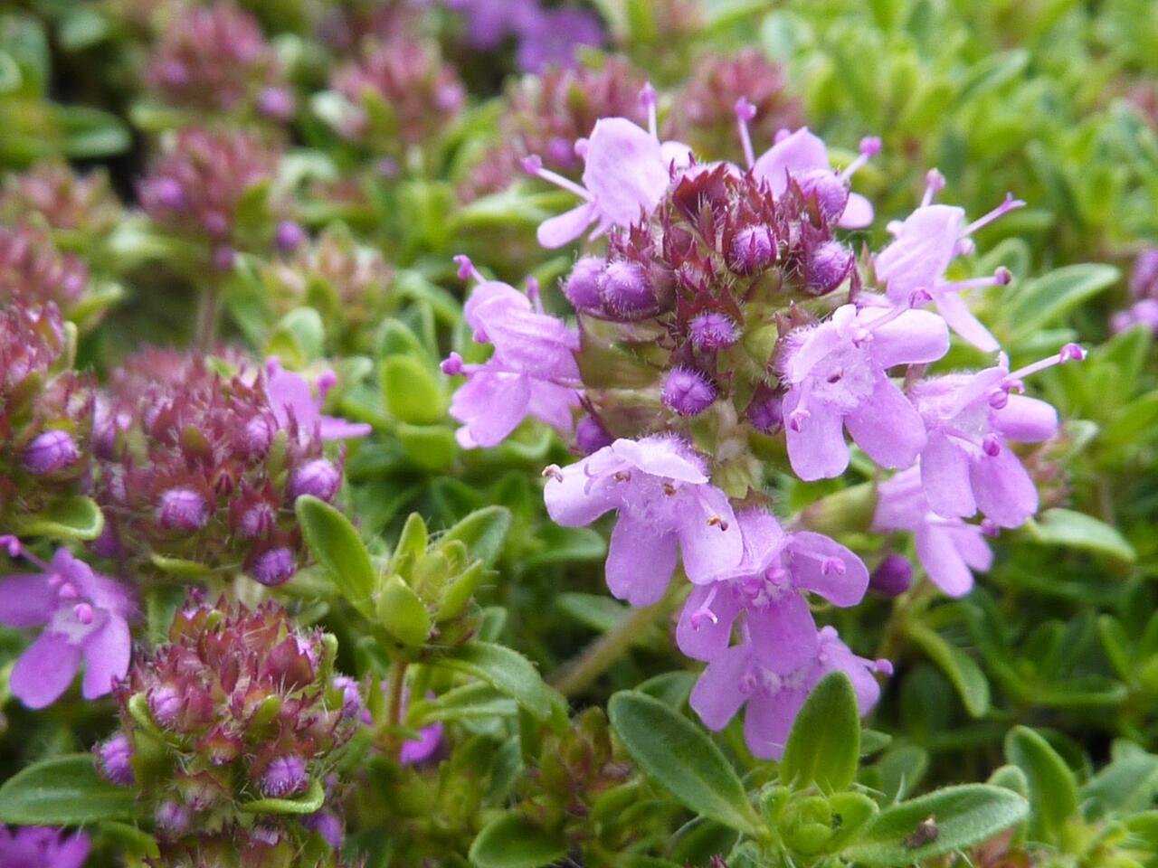 Mateřídouška časná 'Minor' - Thymus praecox 'Minor' | Zahradnictví FLOS