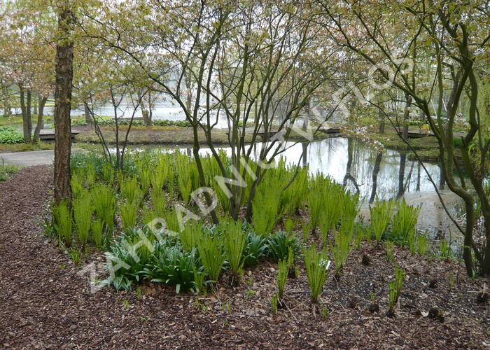 Pérovník pštrosí - Matteuccia struthiopteris | Zahradnictví FLOS