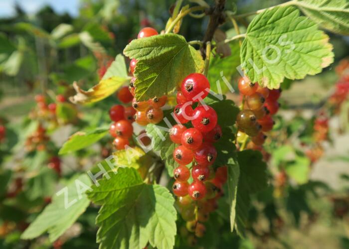 Rybíz červený 'Rovada' - Ribes rubrum 'Rovada' | Zahradnictví FLOS
