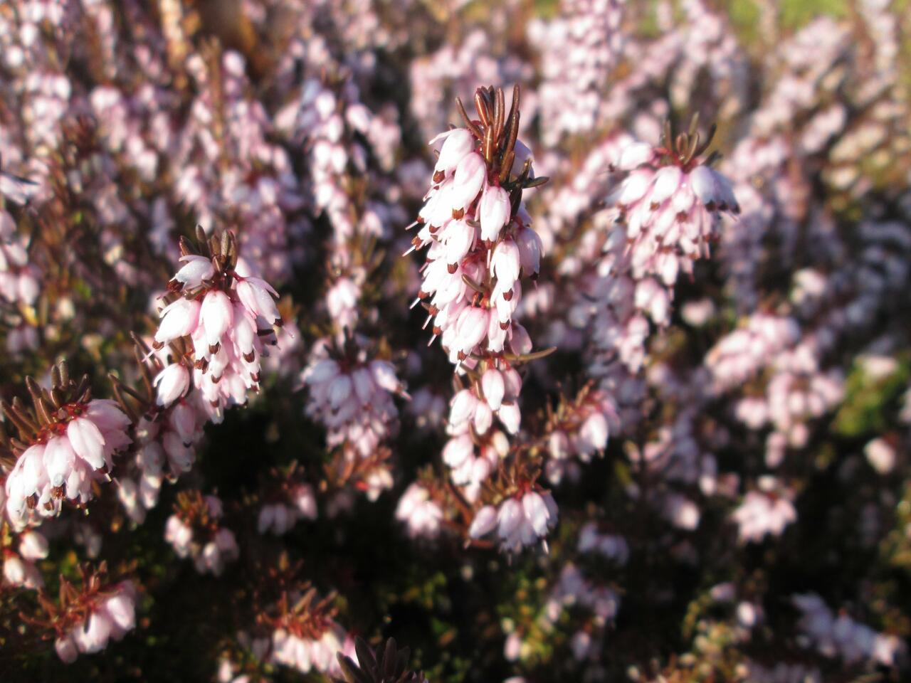 Vřesovec darlejský 'Darley Dale' - Erica darleyensis 'Darley Dale ...