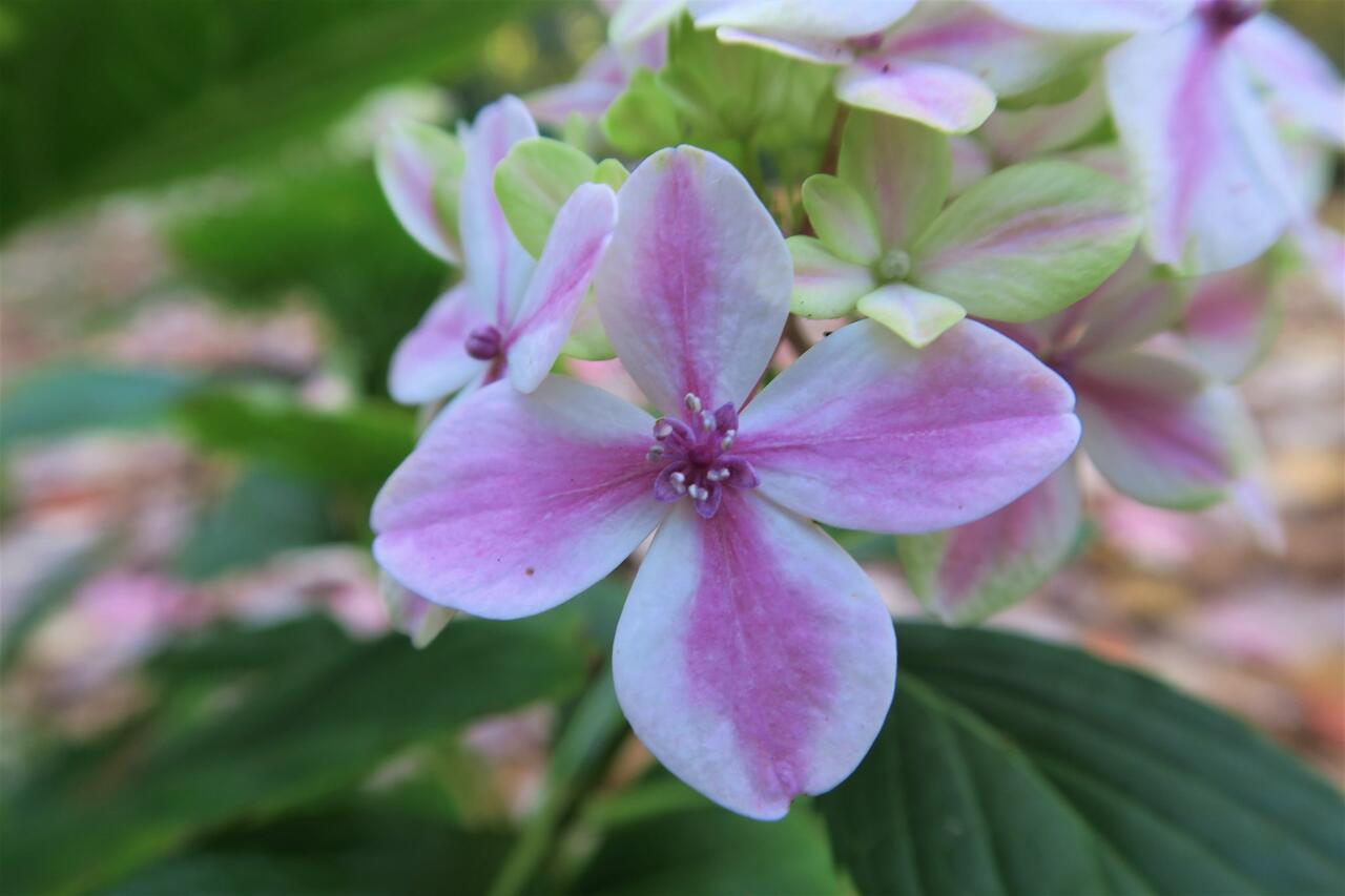 Hortenzie velkolistá 'Peppermint' - Hydrangea macrophylla 'Peppermint ...
