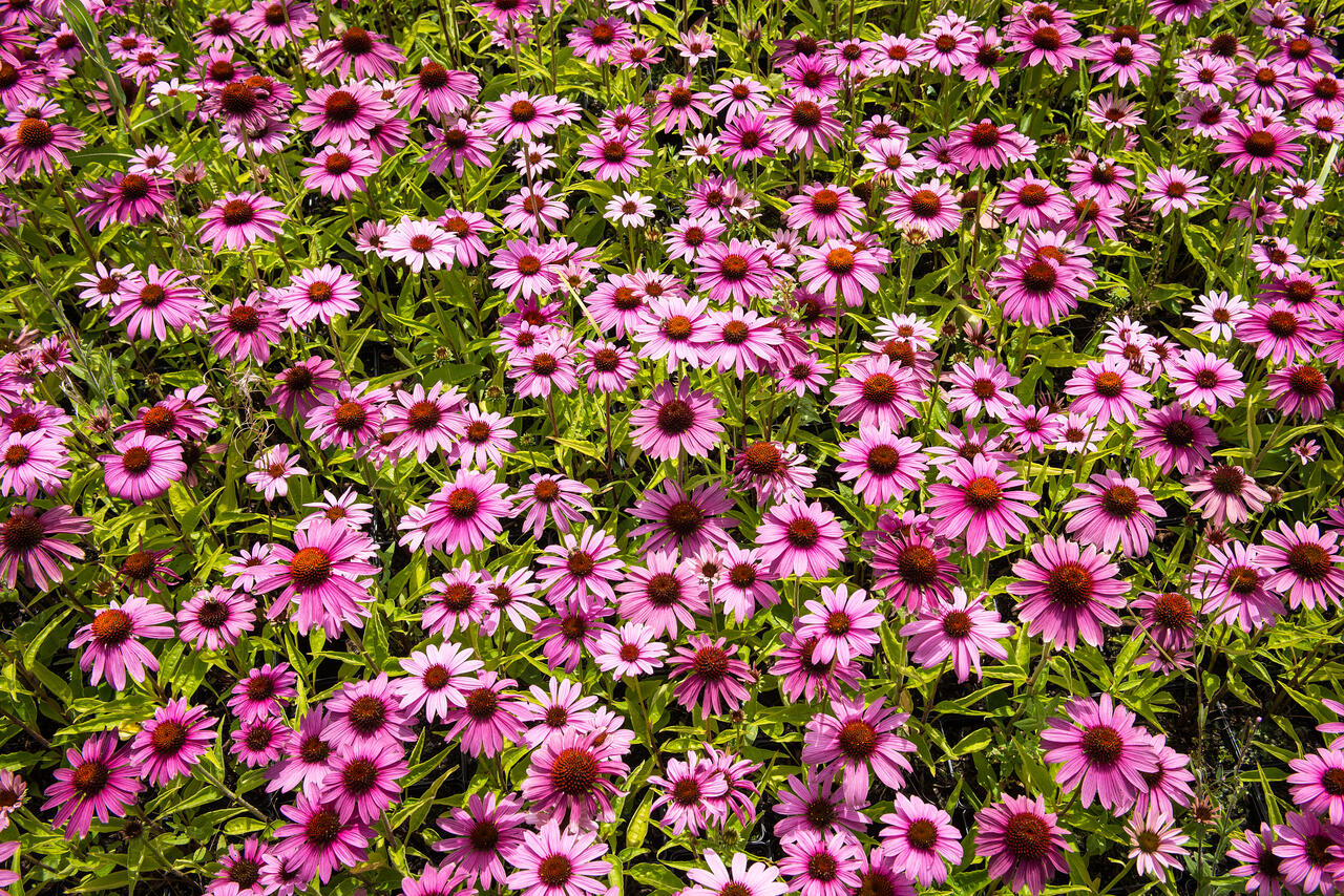 Třapatkovka nachová 'Prairie Splendor Compact Rose ' - Echinacea ...