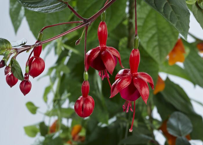 Čílko, fuchsie 'Marinka' - Fuchsia hybrida 'Marinka' | Zahradnictví FLOS