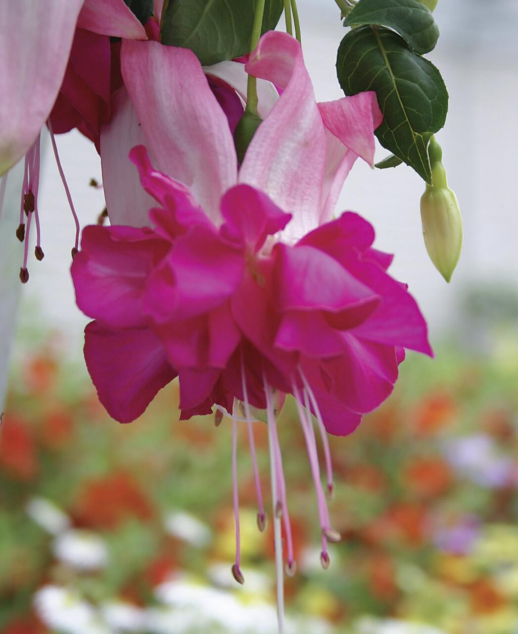 Fuchsie, čílko 'Bella Rosella' - Fuchsia hybrida 'Bella Rosella ...