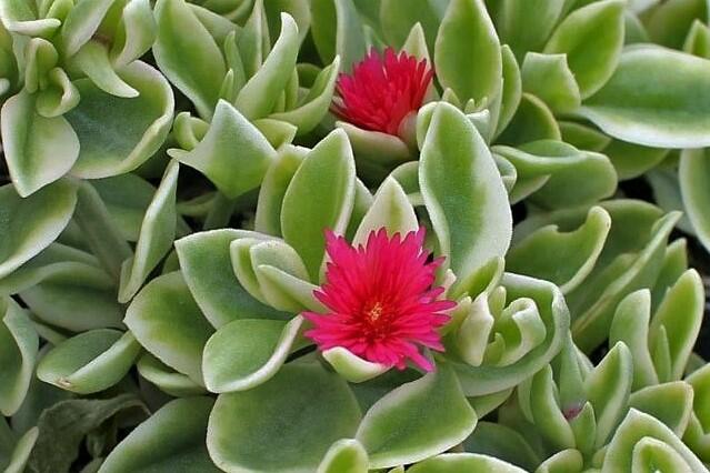 Kosmatec sedmikráskovitý 'Mezzo Trailing Red' - Dorotheanthus ...