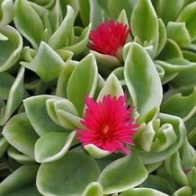 Kosmatec sedmikráskovitý 'Mezzo Trailing Red' - Dorotheanthus ...