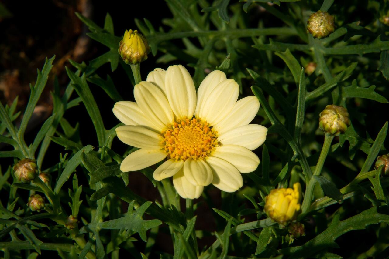 Kopretina pařížská 'Aramis Lemon' - Argyranthemum frutescens 'Aramis ...