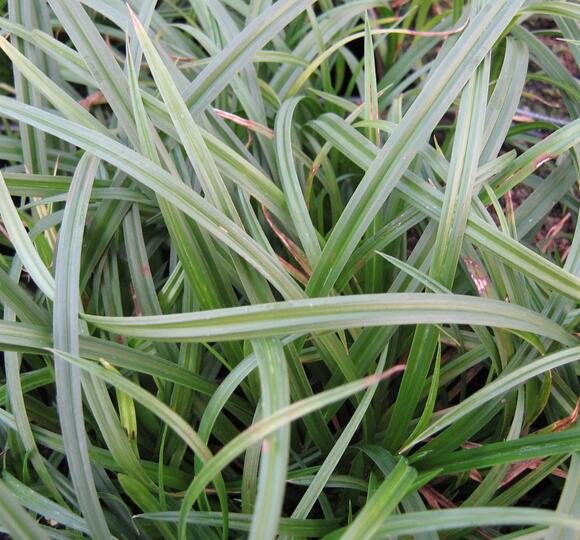 Sazenice ostřice - carex | Zahradnictví FLOS