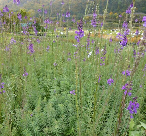 Lnice | Zahradnictví FLOS