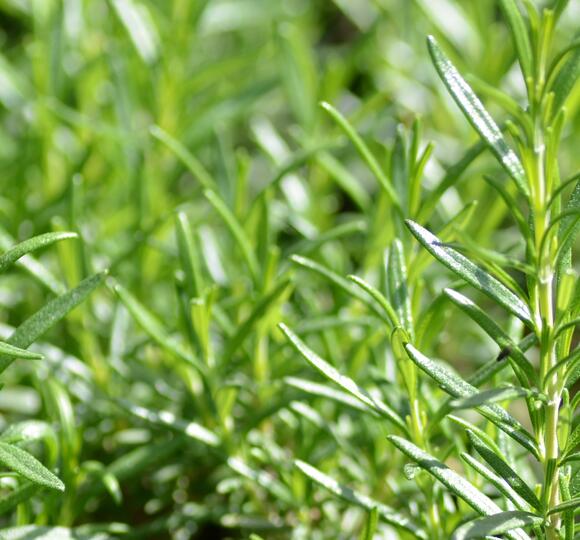 Routa vonná - Ruta graveolens | Zahradnictví FLOS