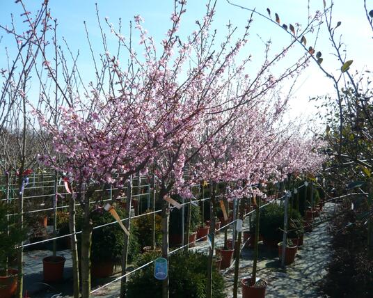 Výsledky vyhledávání Prunus+armeniaca | Zahradnictví FLOS
