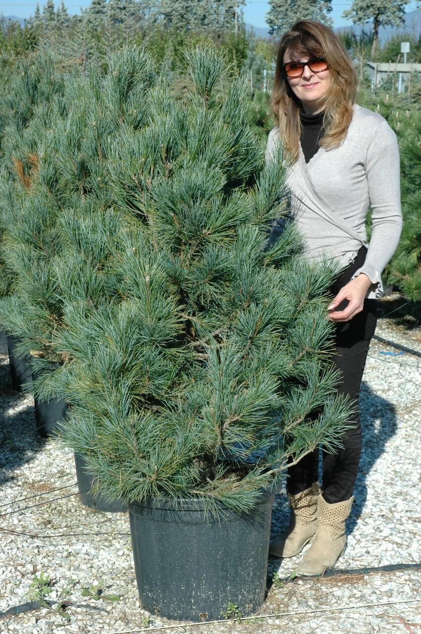 Borovice limba 'Glauca' - Pinus cembra 'Glauca' | Zahradnictví FLOS