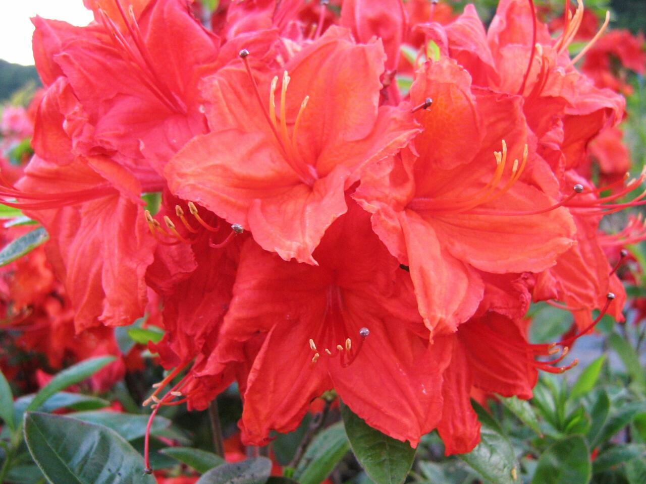 Azalka 'Hotspur Red' - Azalea (KH) 'Hotspur Red' | Zahradnictví FLOS