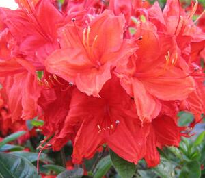 Azalky | Zahradnictví FLOS