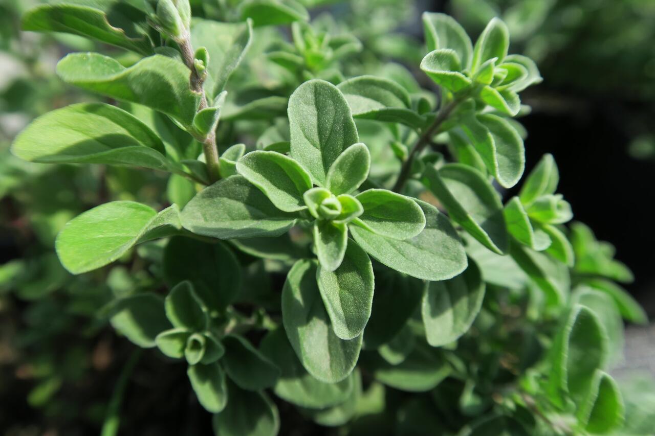 Majoránka zahradní 'Venezia' - Majorana hortensis 'Venezia ...