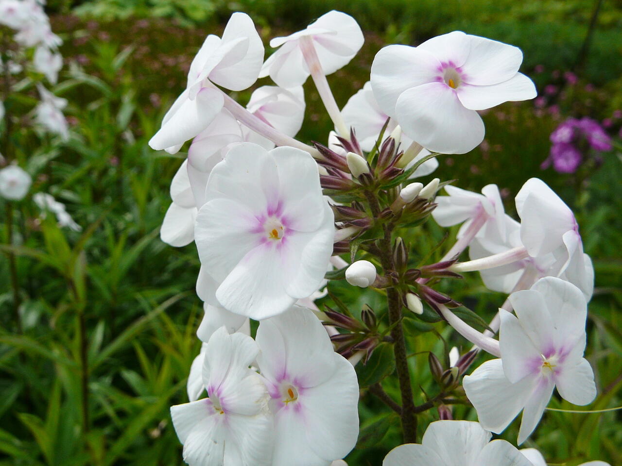 Plamenka 'Omega' - Phlox maculata 'Omega' | Zahradnictví FLOS