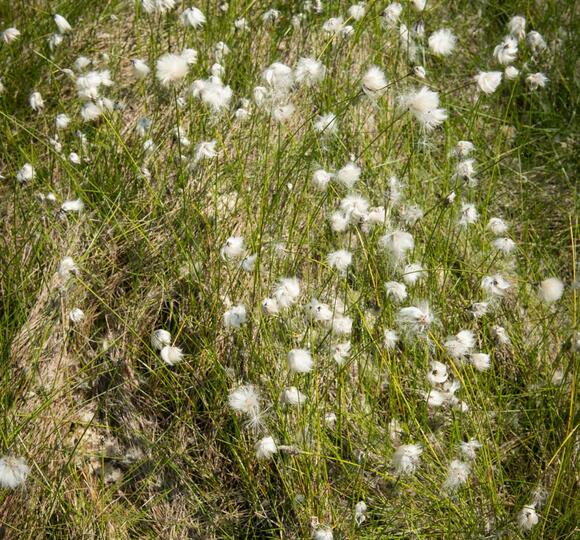 Rdesno hlavaté 'Caramel Candy' - Polygonum capitatum 'Caramel Candy ...