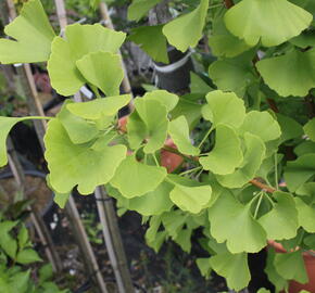 Jinany | Zahradnictví FLOS