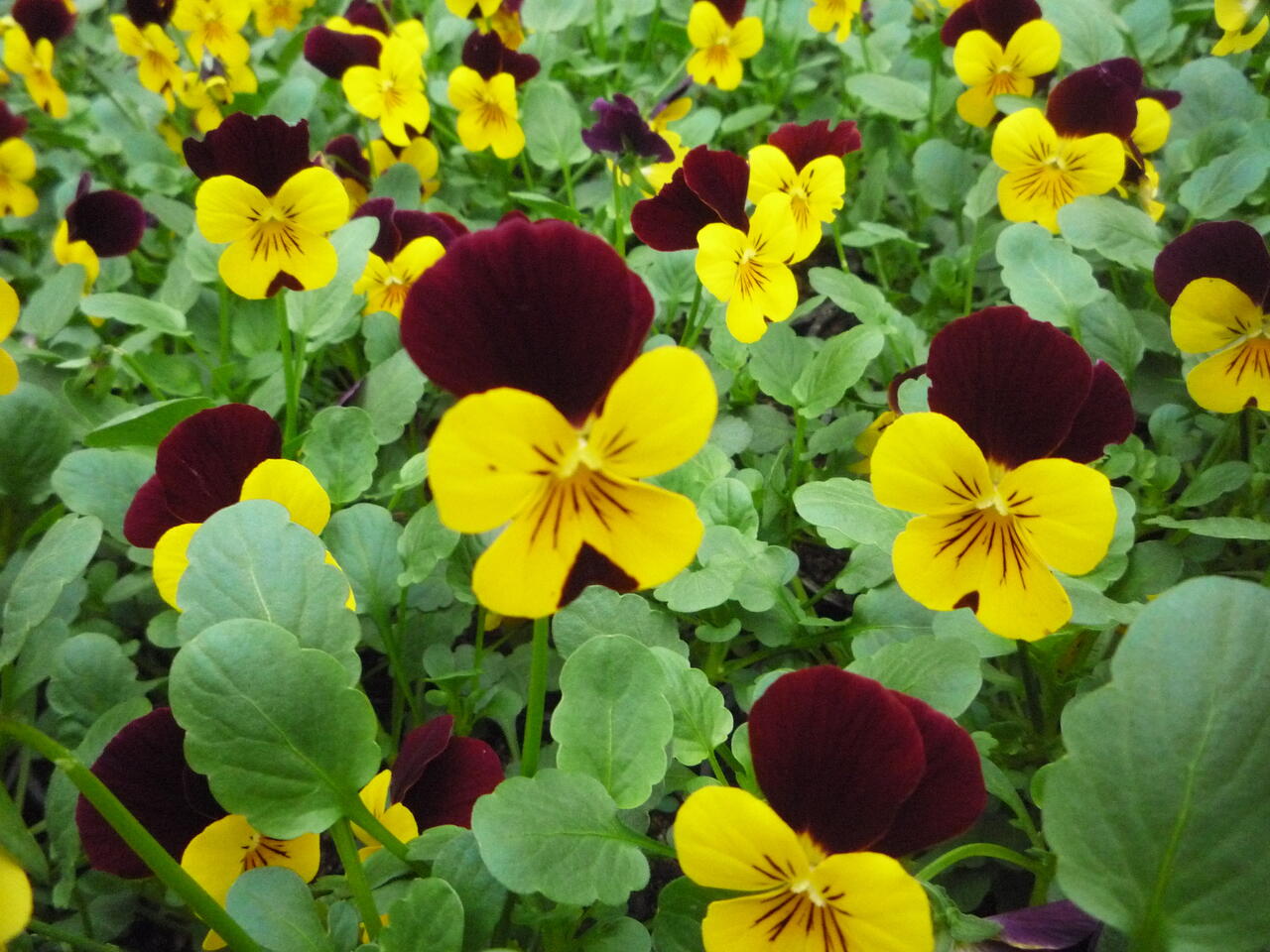 Violka růžkatá 'Endurio with Red Wing' - Viola cornuta 'Endurio with ...