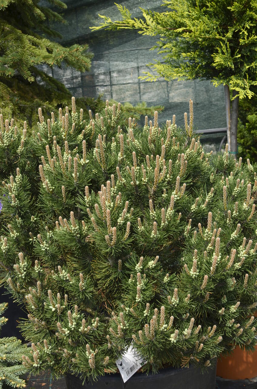 Borovice kleč 'Laurin' - Pinus mugo 'Laurin' | Zahradnictví FLOS