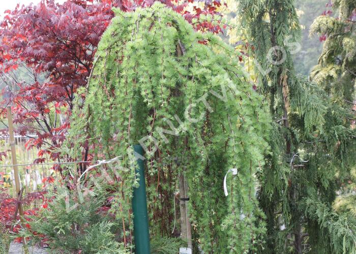 Modřín japonský 'Stiff Weeping' - Larix kaempferi 'Stiff Weeping ...