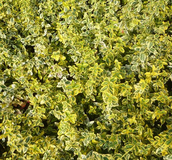 Sazenice brslen - euonymus | Zahradnictví FLOS