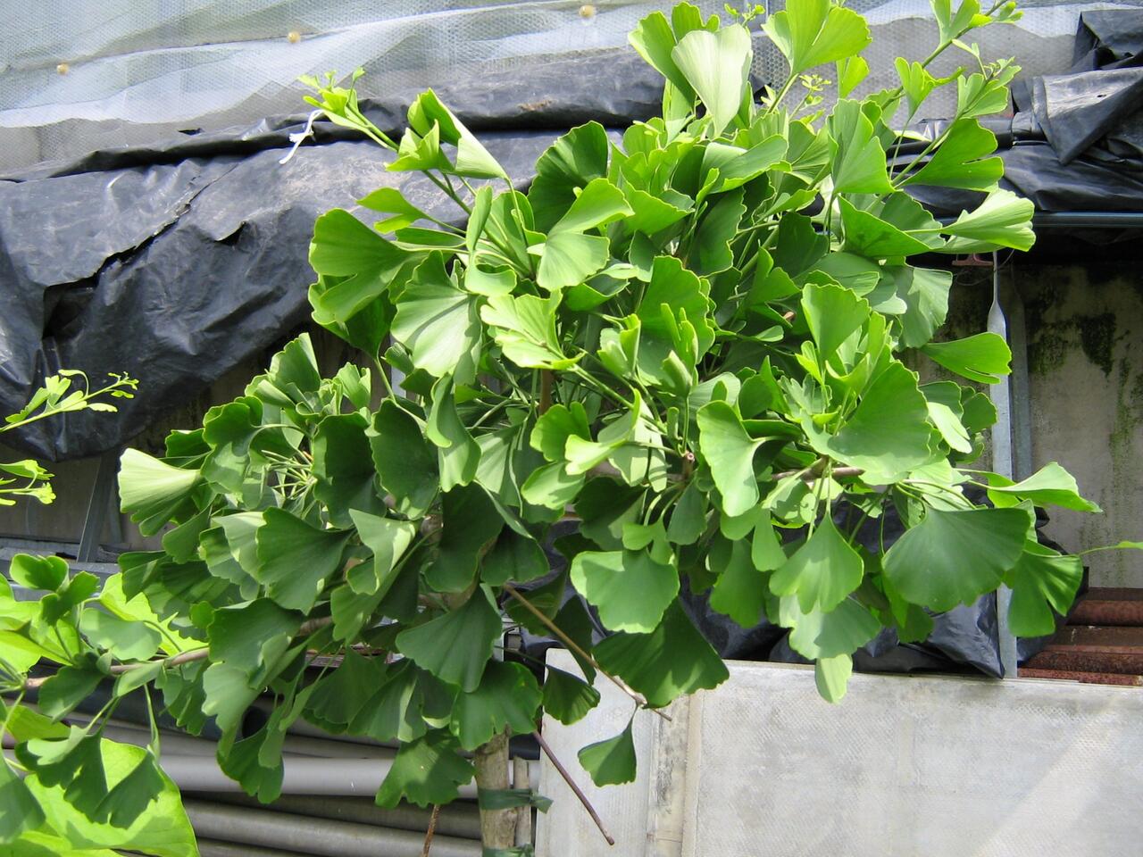 Jinan dvoulaločný 'Pendula' - Ginkgo biloba 'Pendula' | Zahradnictví FLOS