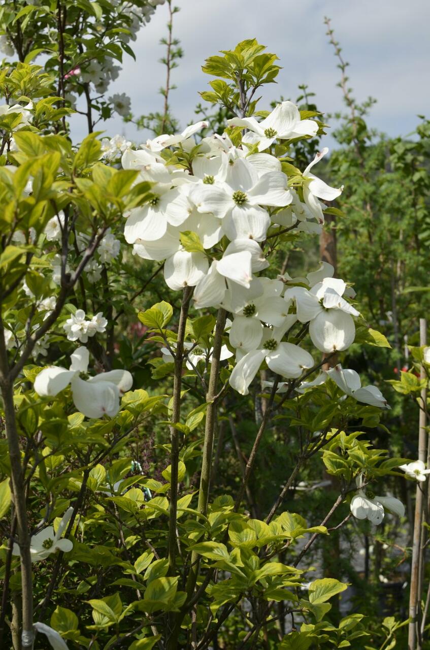 Dřín květnatý 'Rainbow' - Cornus florida 'Rainbow' | Zahradnictví FLOS