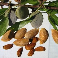 Mandloně | Zahradnictví FLOS