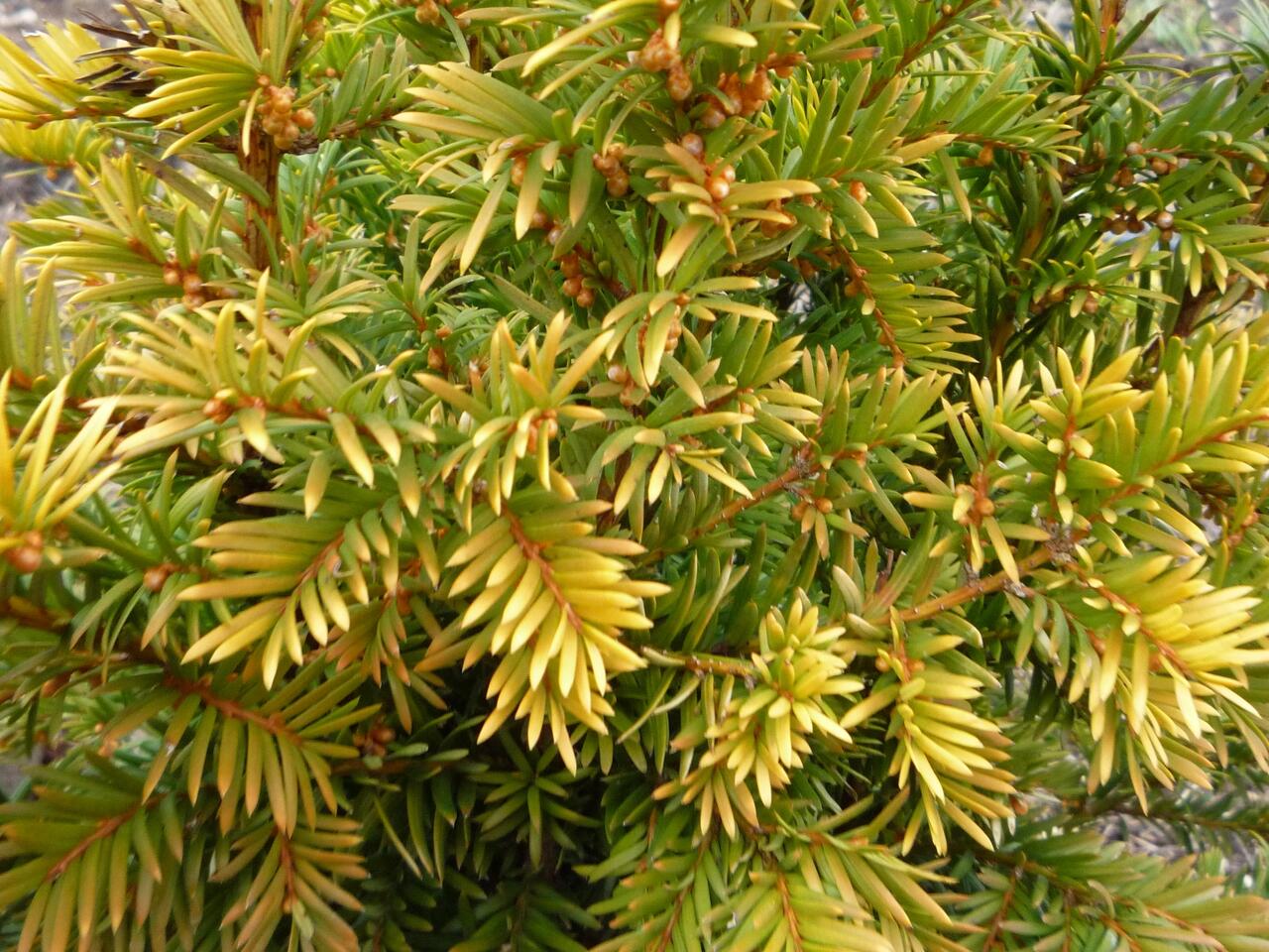 Tis červený 'Semperaurea' - Taxus baccata 'Semperaurea' | Zahradnictví FLOS