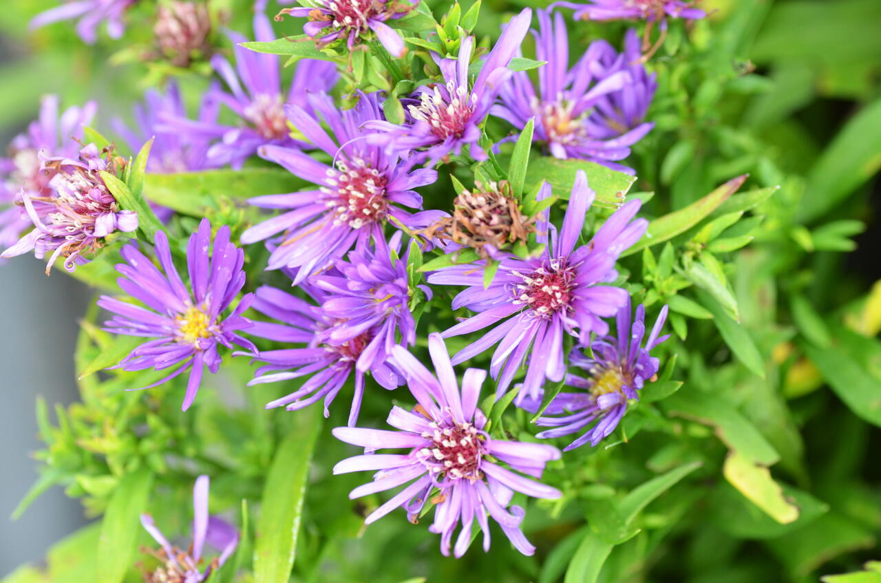 Hvězdnice novobelgická 'Magic Purple' - Aster novi-belgii 'Magic Purple ...