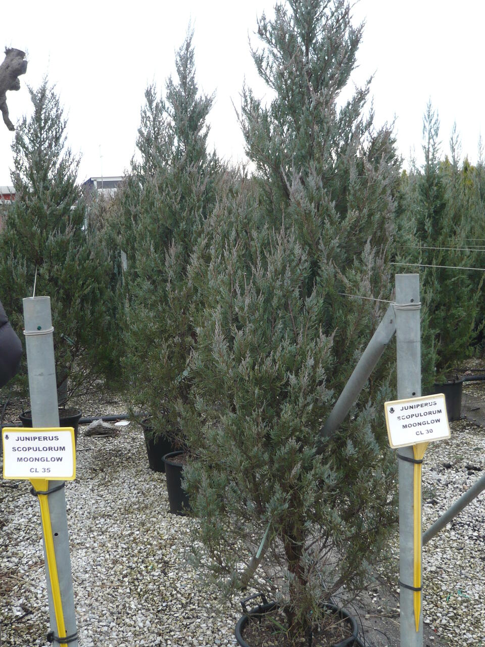 Jalovec skalní 'Moonglow' - Juniperus scopulorum 'Moonglow ...