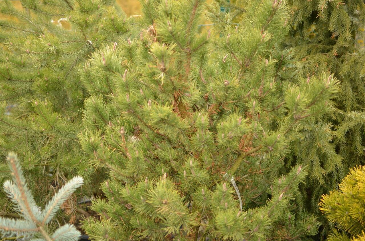 Borovice pokroucená 'Spaan's Dwarf' - Pinus contorta 'Spaan's Dwarf ...