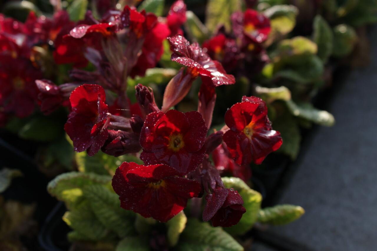Prvosenka jarní 'Goldnugget Red' - Primula veris 'Goldnugget Red ...