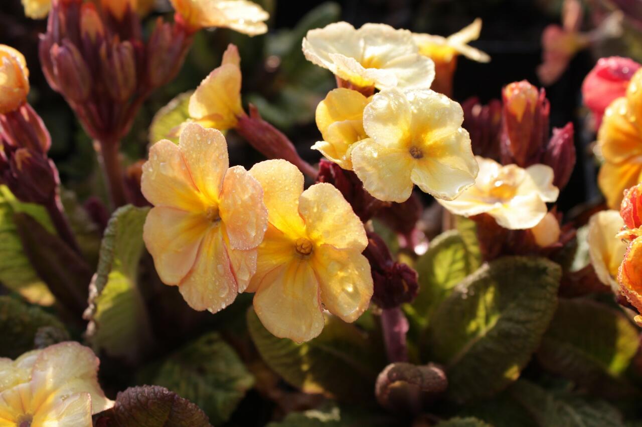 Prvosenka jarní 'Goldnugget Apricot' - Primula veris 'Goldnugget ...