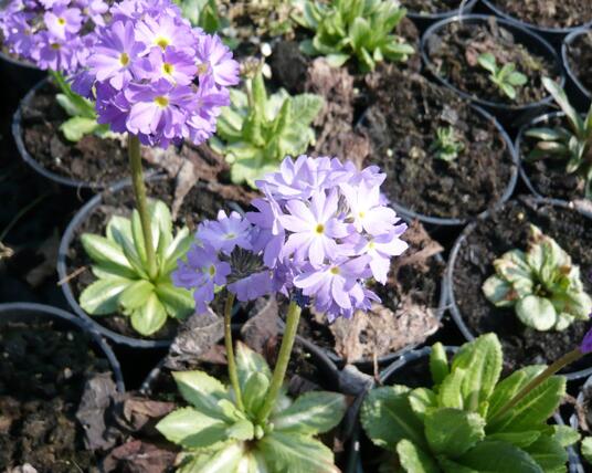 Výsledky vyhledávání lilac+dusk | Zahradnictví FLOS