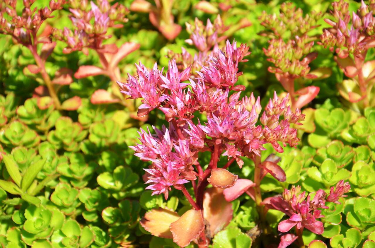 Rozchodník pochybný 'Voodoo' - Sedum spurium 'Voodoo' | Zahradnictví FLOS