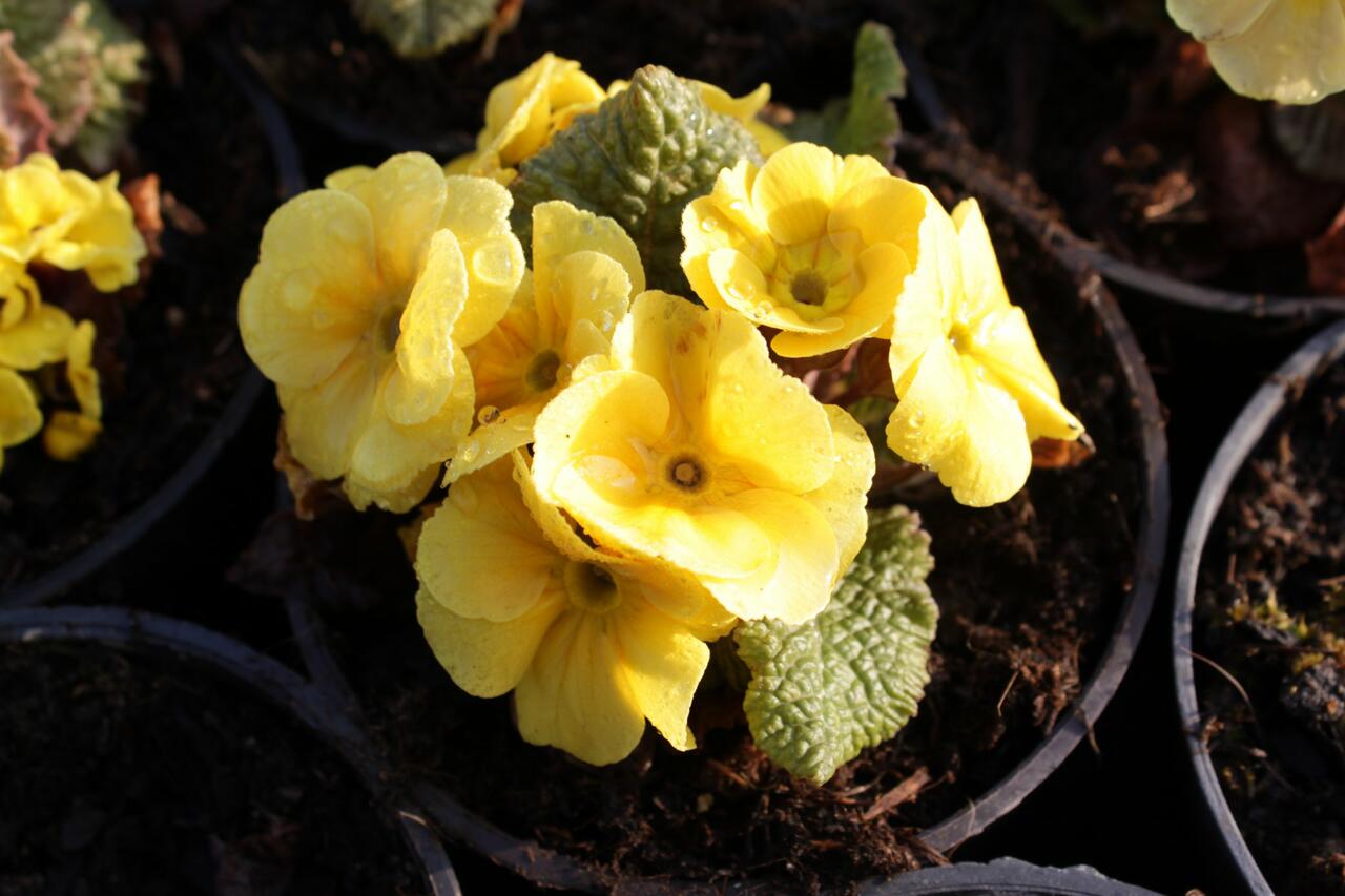 Prvosenka 'Wanda Yellow' - Primula juliae 'Wanda Yellow' | Zahradnictví ...