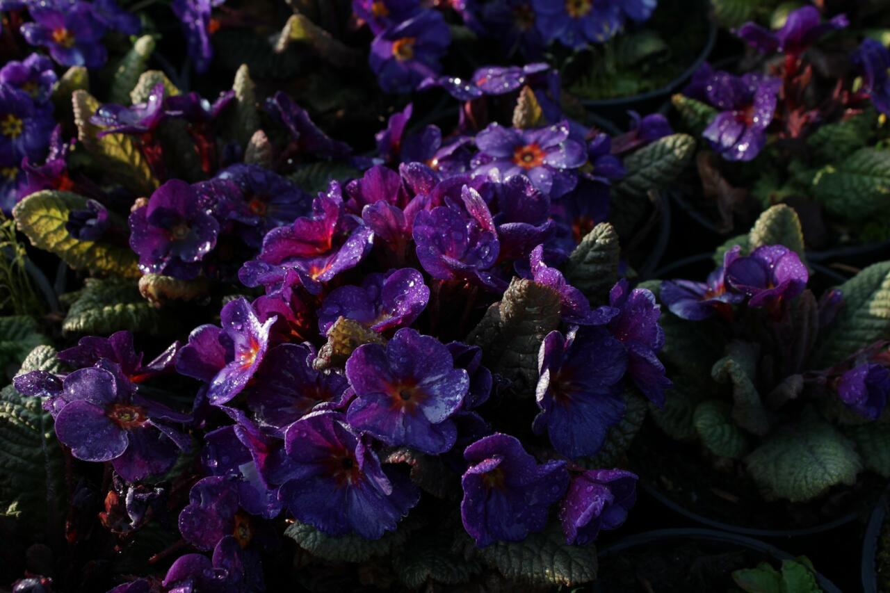 Prvosenka 'Wanda Blue' - Primula juliae 'Wanda Blue' | Zahradnictví FLOS