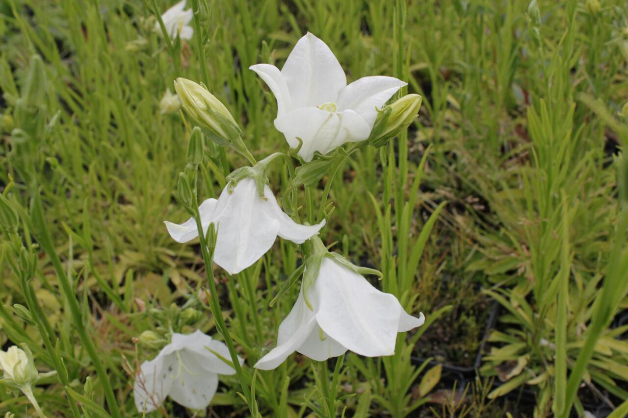 Zvonek broskvolistý 'Takion White' - Campanula persicifolia 'Takion ...