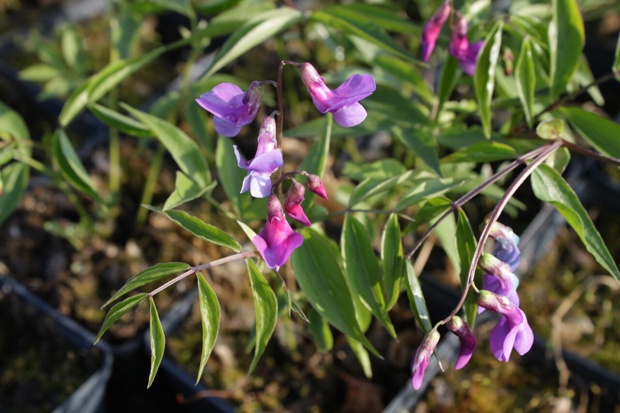 Hrachor jarní - Lathyrus vernus | Zahradnictví FLOS