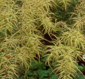 Udatny | Zahradnictví FLOS