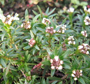 Tlustonitník klasnatý - Pachysandra terminalis | Zahradnictví FLOS