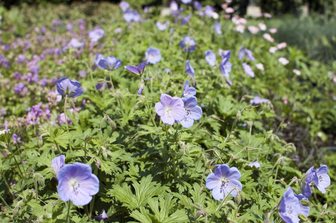 Kakost himalájský 'Irish Blue' - Geranium himalayense 'Irish Blue ...