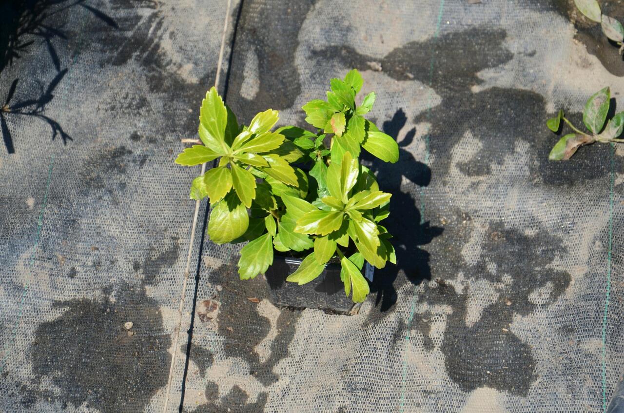 Tlustonitník klasnatý 'Green Sheen' - Pachysandra terminalis 'Green ...