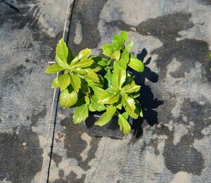 Tlustonitník klasnatý 'Green Carpet' - Pachysandra terminalis 'Green ...